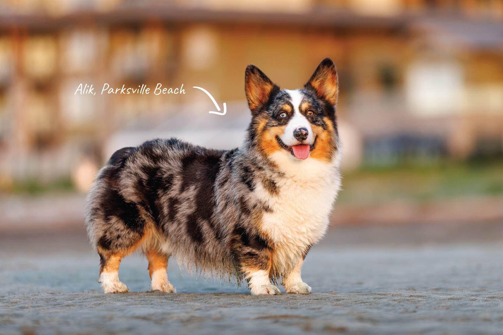 Vancouver Island Dog Calendar Contest lends a helping paw for service ...