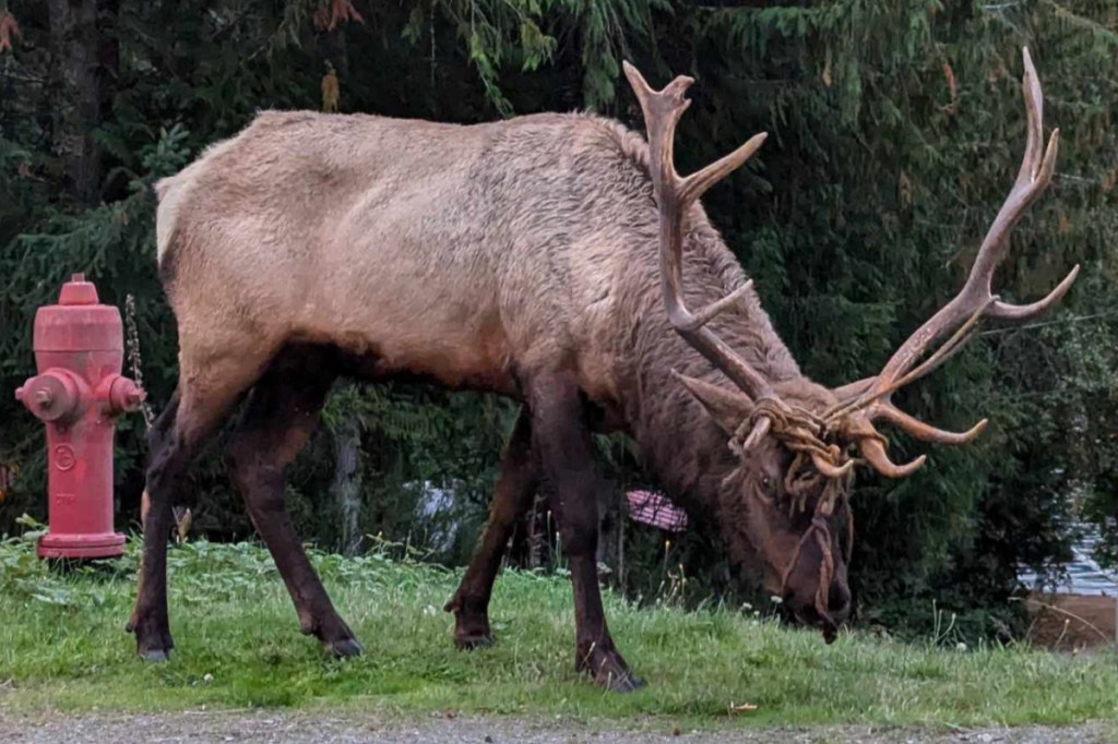 Jesse Roper: how a rambunctious B.C. elk became a rock star, and vice ...
