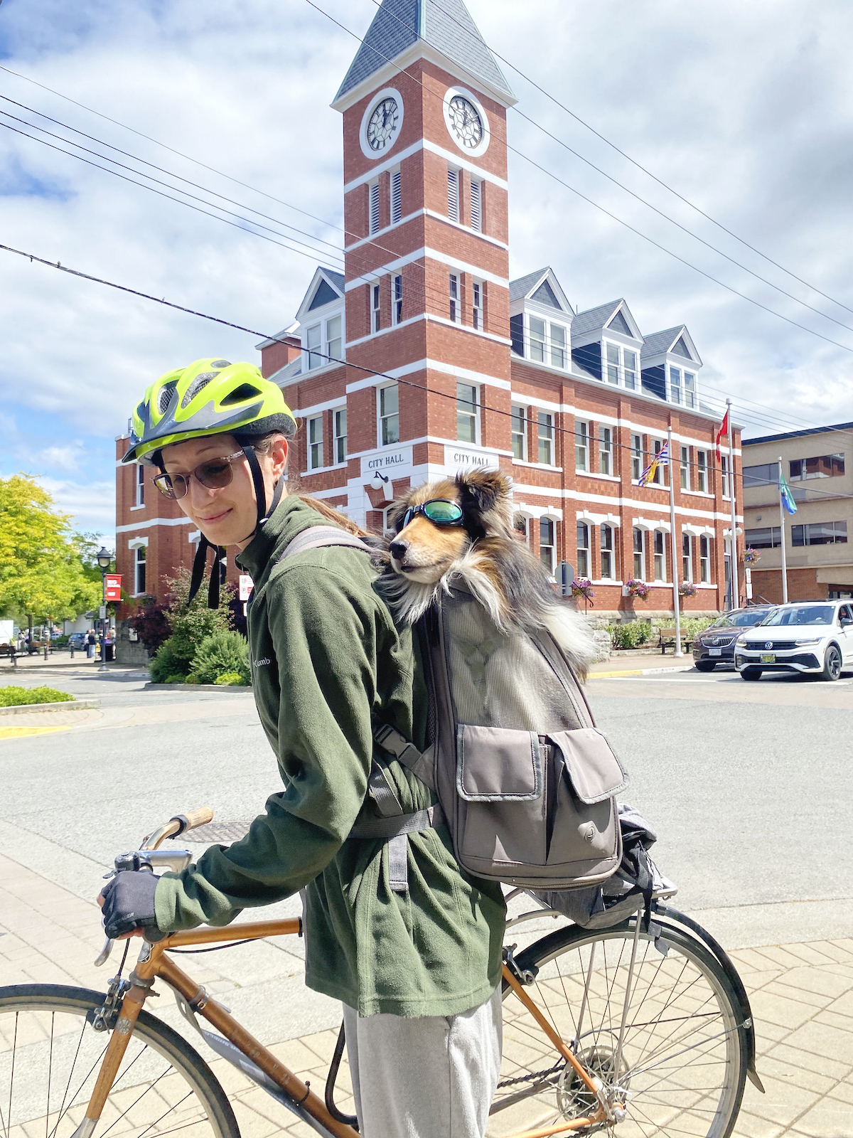 Remembering Charlie: Island’s celebrity Sheltie in shades succumbs to ...