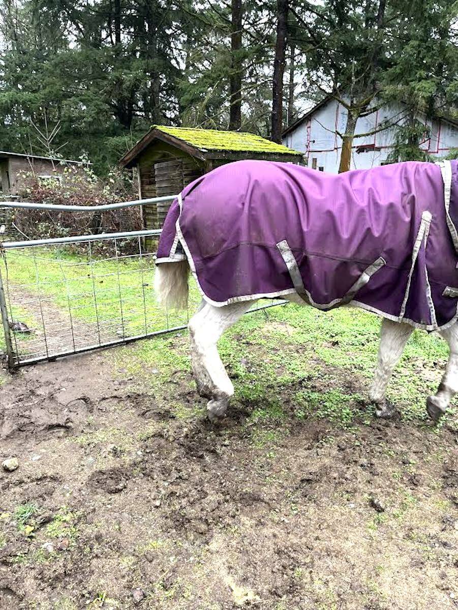 Tail cut off the second horse in three weeks in Cowichan Valley ...